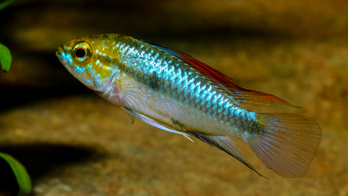 Apistogramma Trifasciata Apistogramma Trifasciata – Three Striped