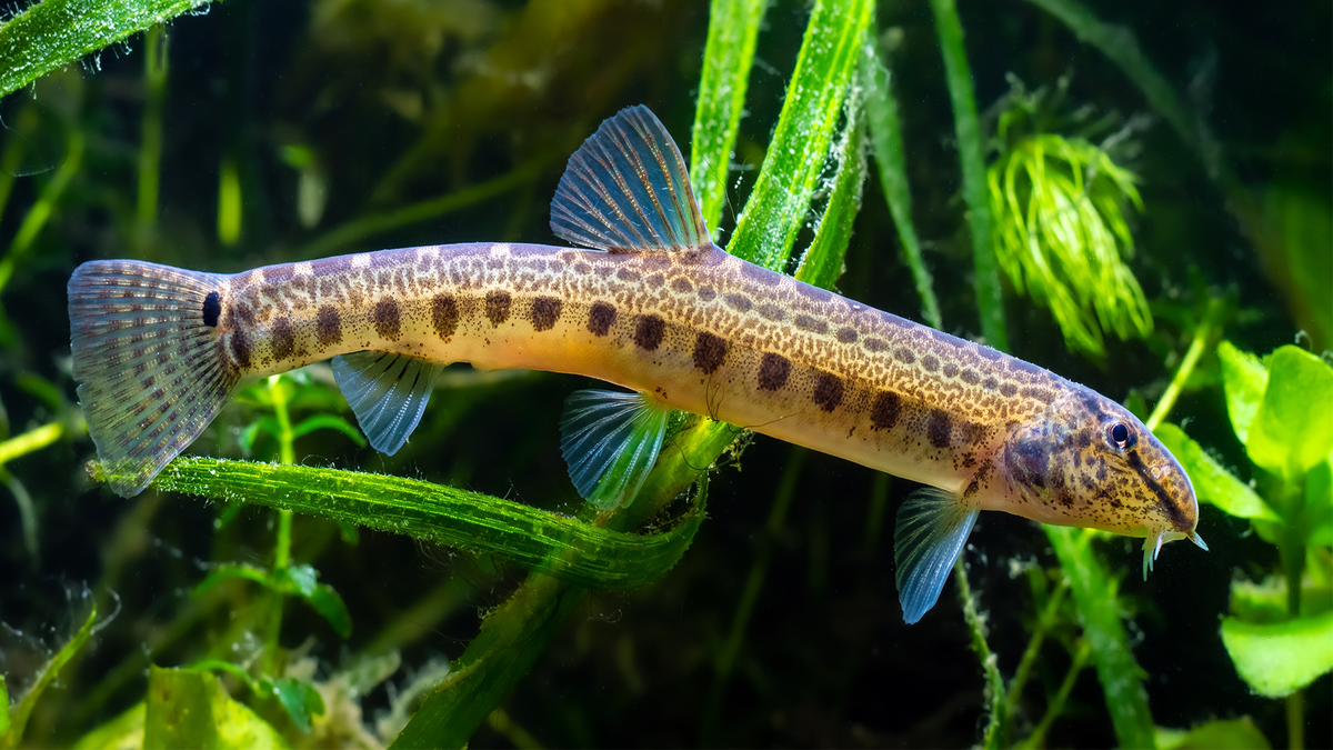 Cobitis taenia: A Comprehensive Guide – Steenfott Aquatics