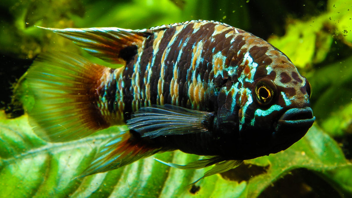Five Less Common Acaras Everyone Should Keep – Steenfott Aquatics