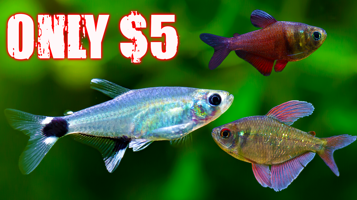 6 Beautiful Yet Lesser-Known Tetras for Your Aquarium Under $5 ...
