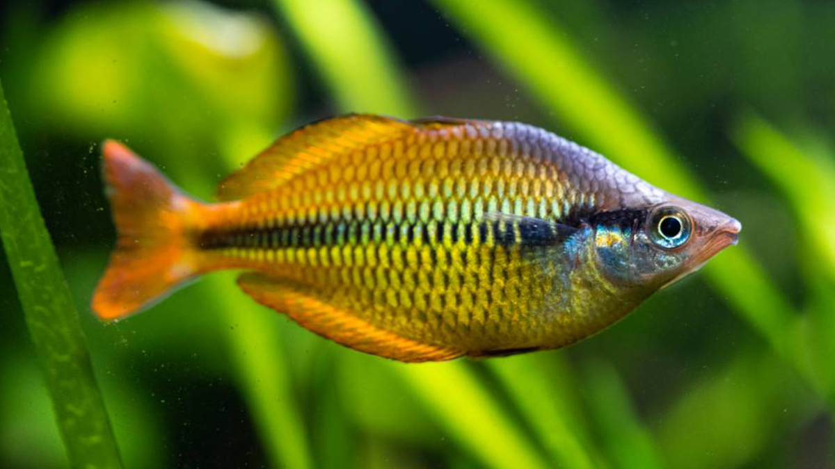 Yellow Rainbowfish: A Comprehensive Guide – Steenfott Aquatics