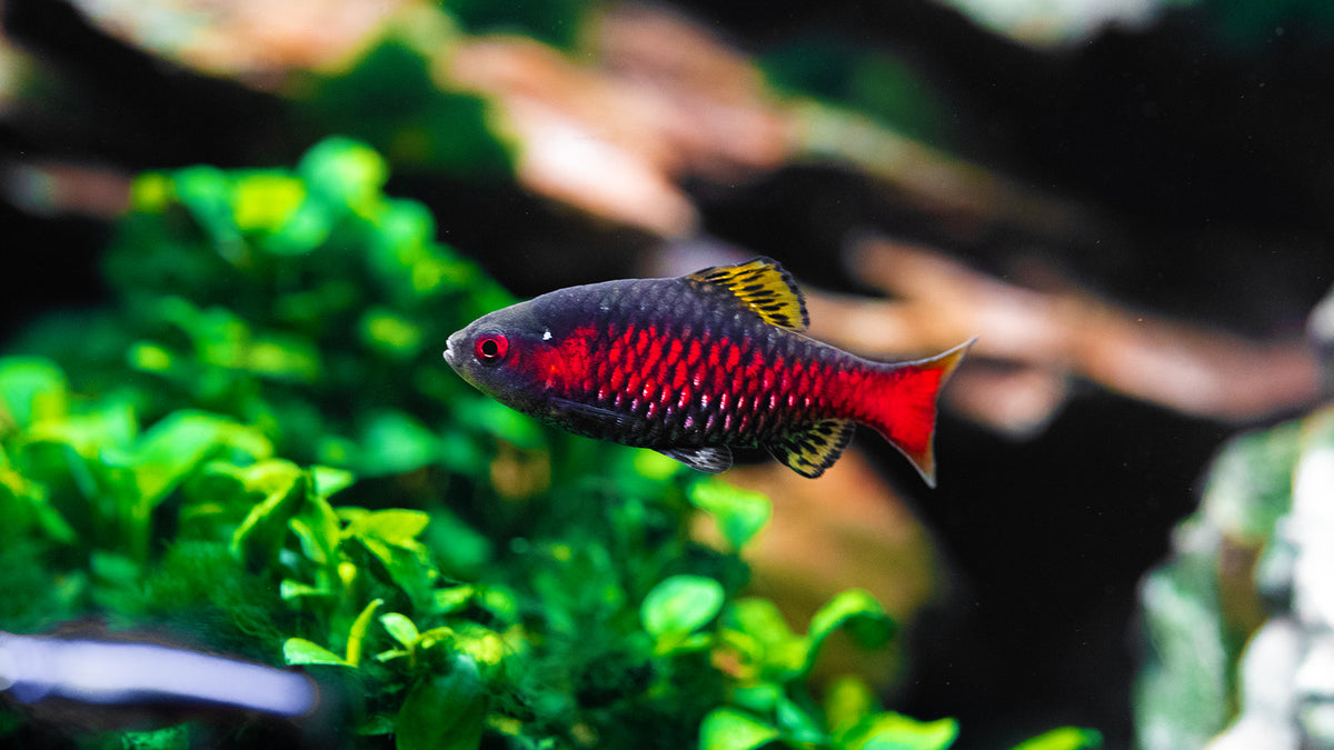 The Role Bacteria Plays in Keeping a Balanced Aquarium – Steenfott Aquatics