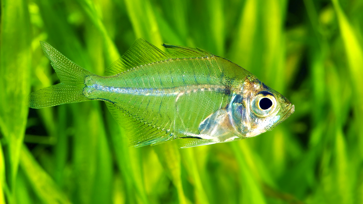Glass Fish: A Quick Overview – Steenfott Aquatics