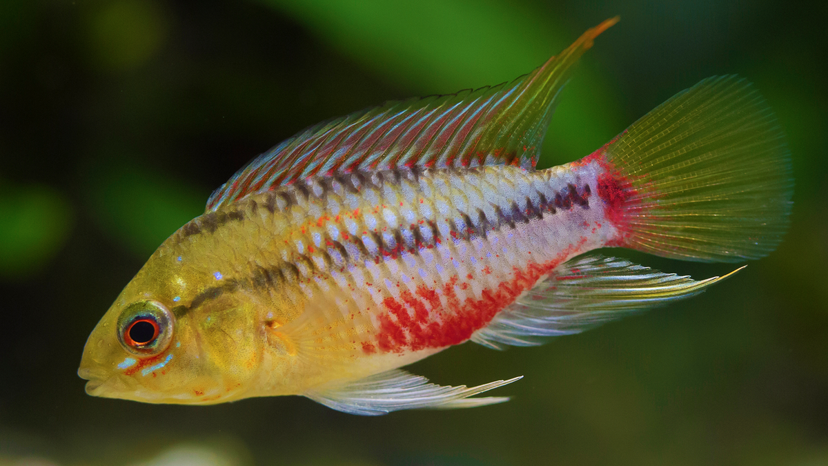 Apistogramma hongsloi: A Comprehensive Guide – Steenfott Aquatics