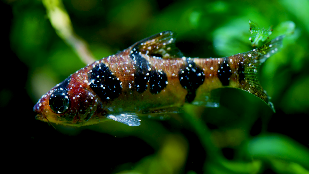 Understanding Ichthyophthiriasis (Ich) in Freshwater Aquariums ...