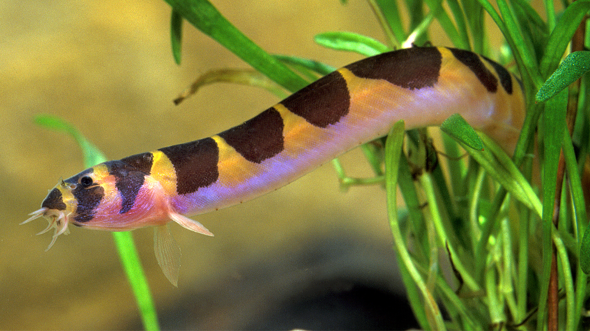Kuhli Loaches: A Comprehensive Guide – Steenfott Aquatics