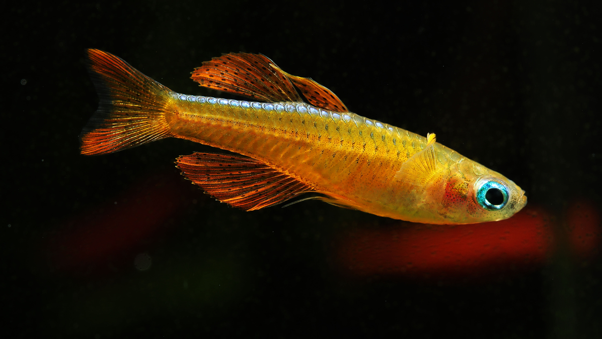 Pseudomugil Luminatus: A Comprehensive Guide – Steenfott Aquatics