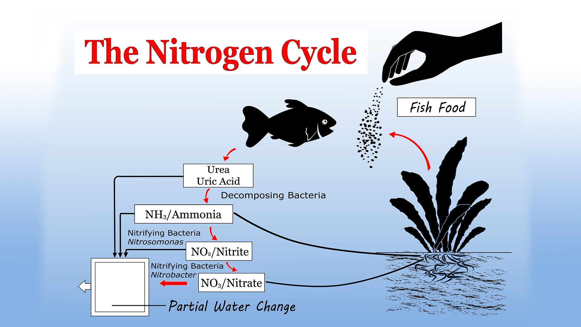 Aquatic Nitrogen Cycle Diagram