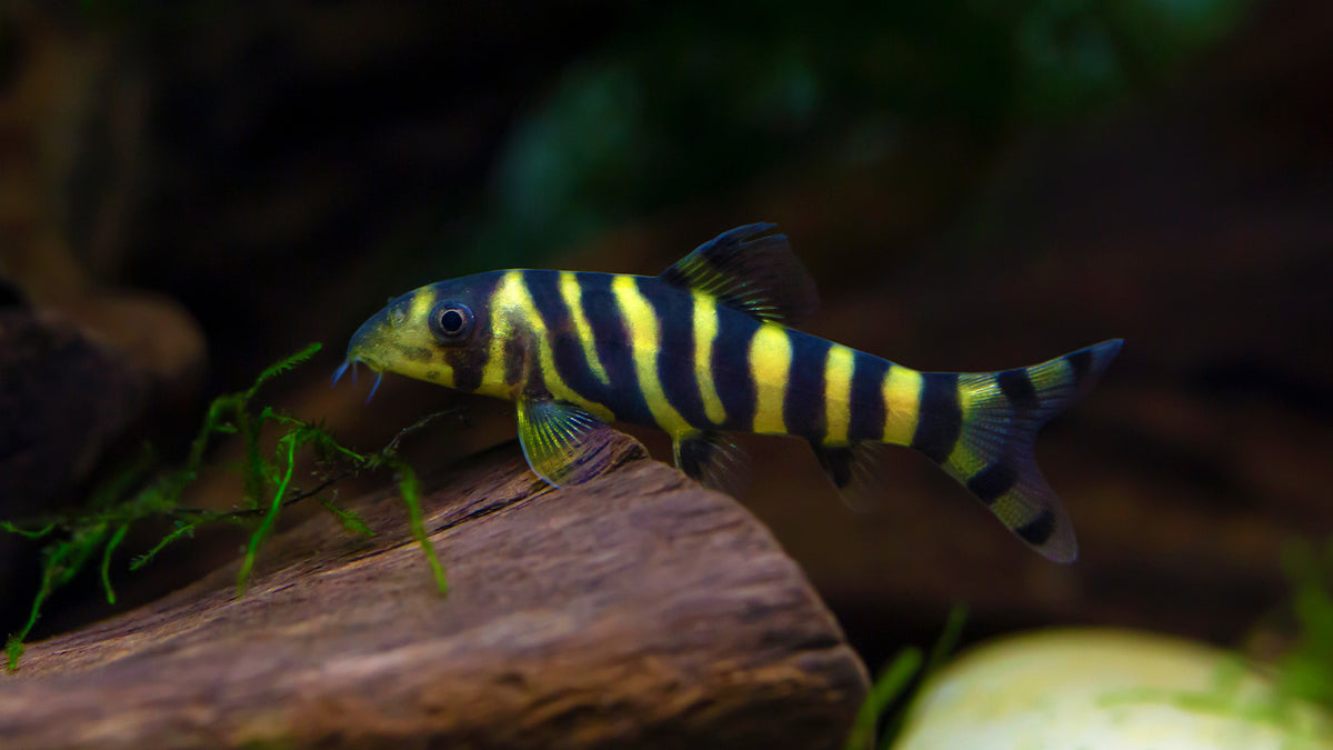 Loaches: A Beginner's Guide to These Unique Fish – Steenfott Aquatics