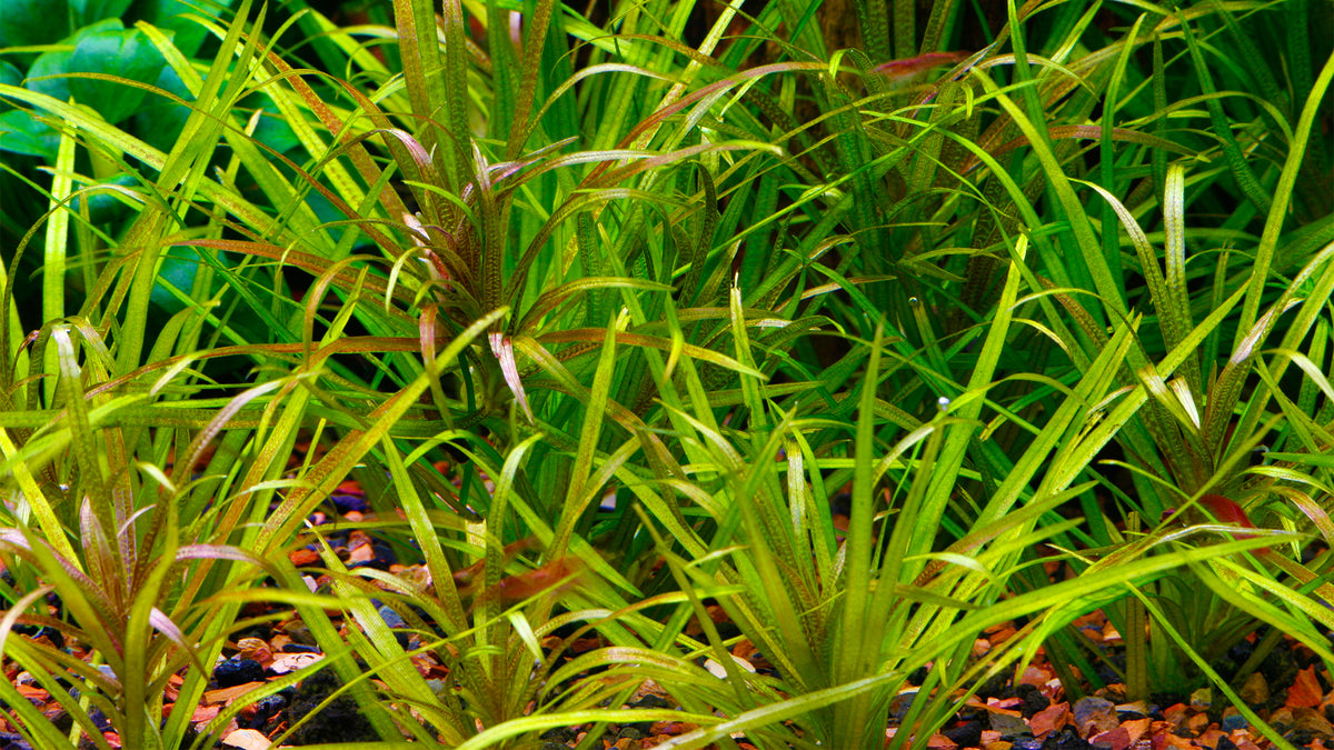 Blyxa Japonica Plant Profile – Steenfott Aquatics