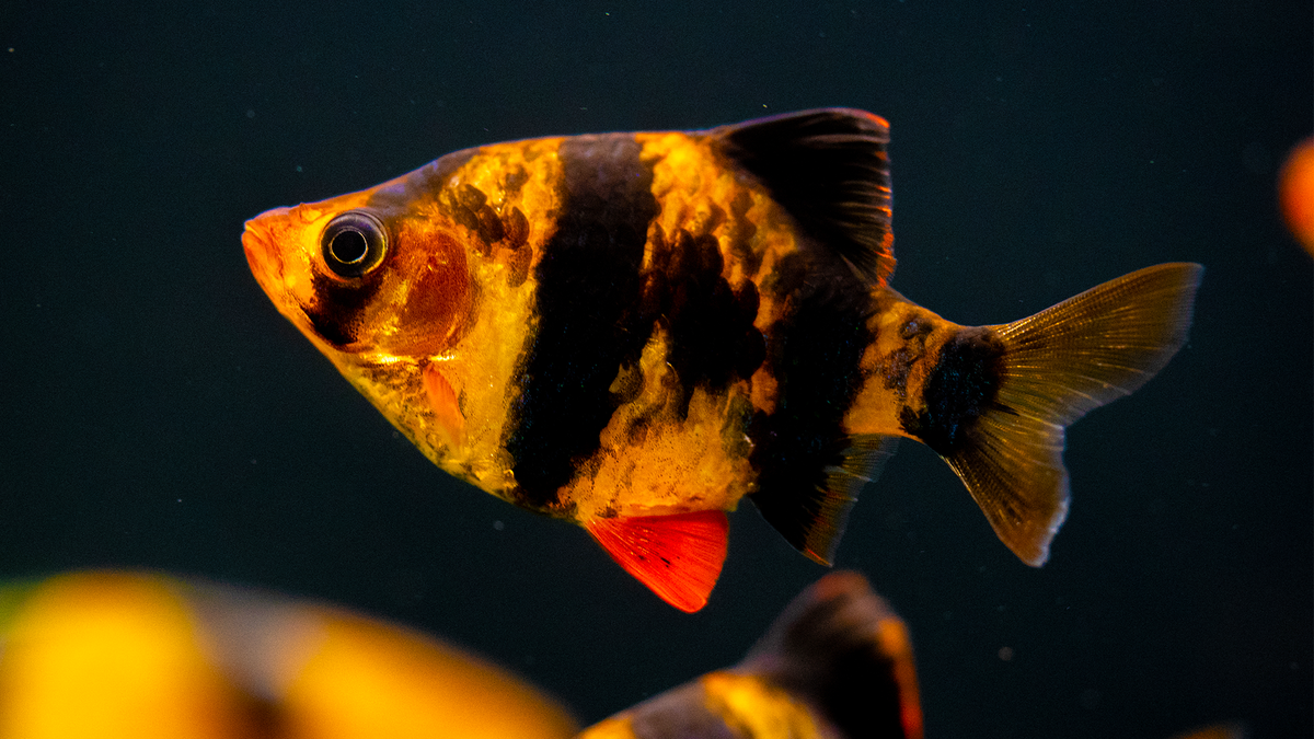 Puntigrus tetrazona: A Comprehensive Guide – Steenfott Aquatics